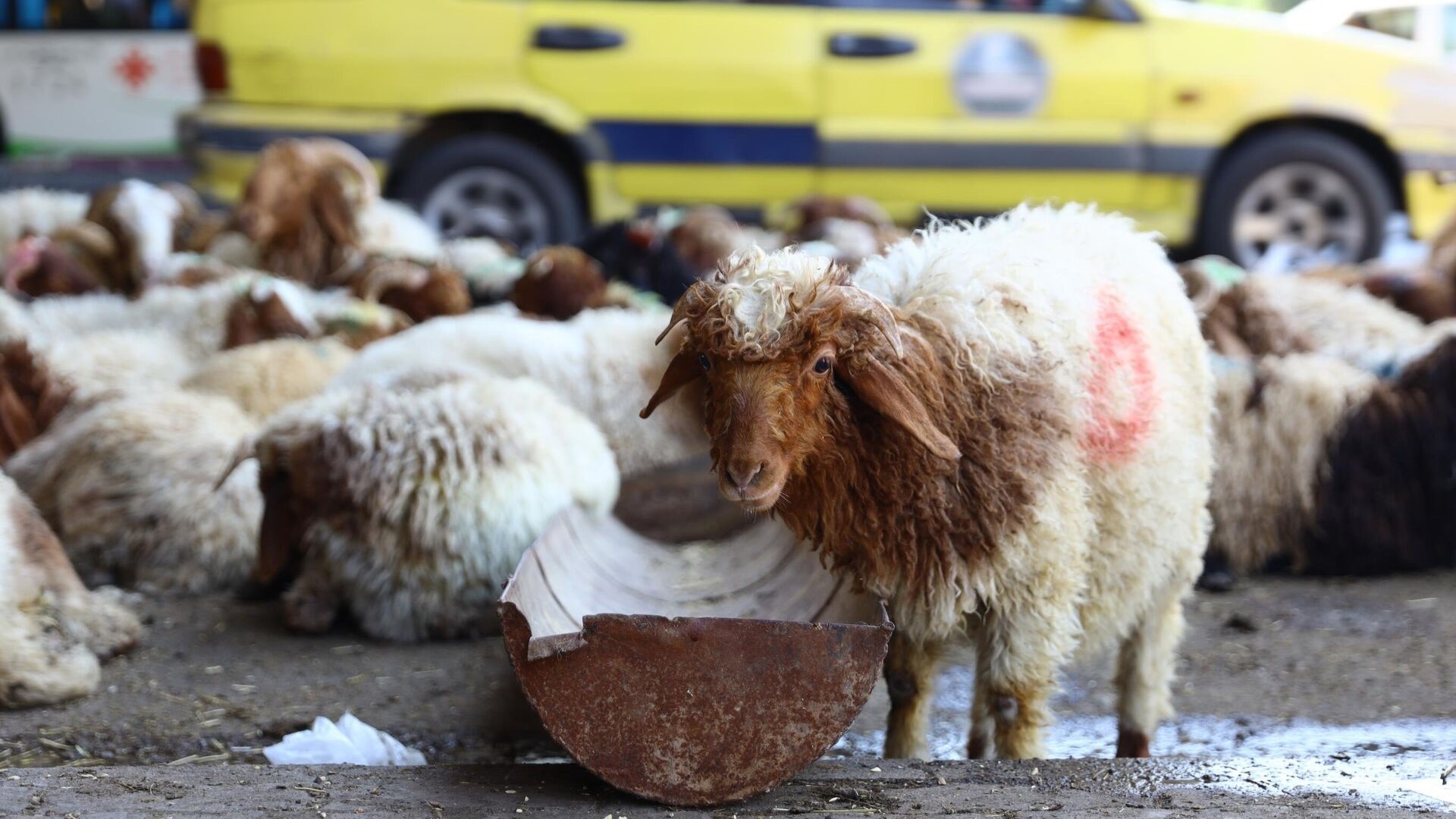The price of sacrificial animals rose in Syria in 2026. - تيار المستقبل ...
